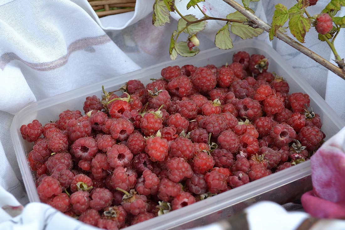 Bramble Picking • Hollie Berries
