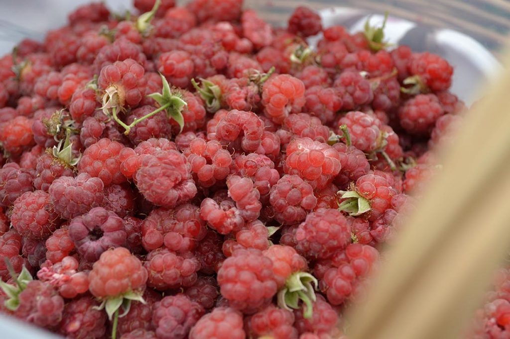 Bramble Picking • Hollie Berries