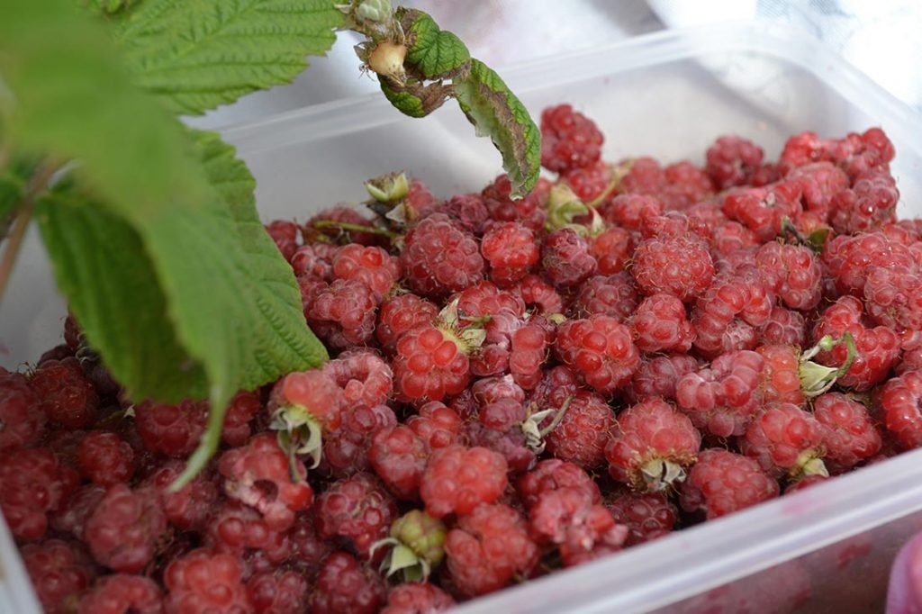 Bramble Picking • Hollie Berries