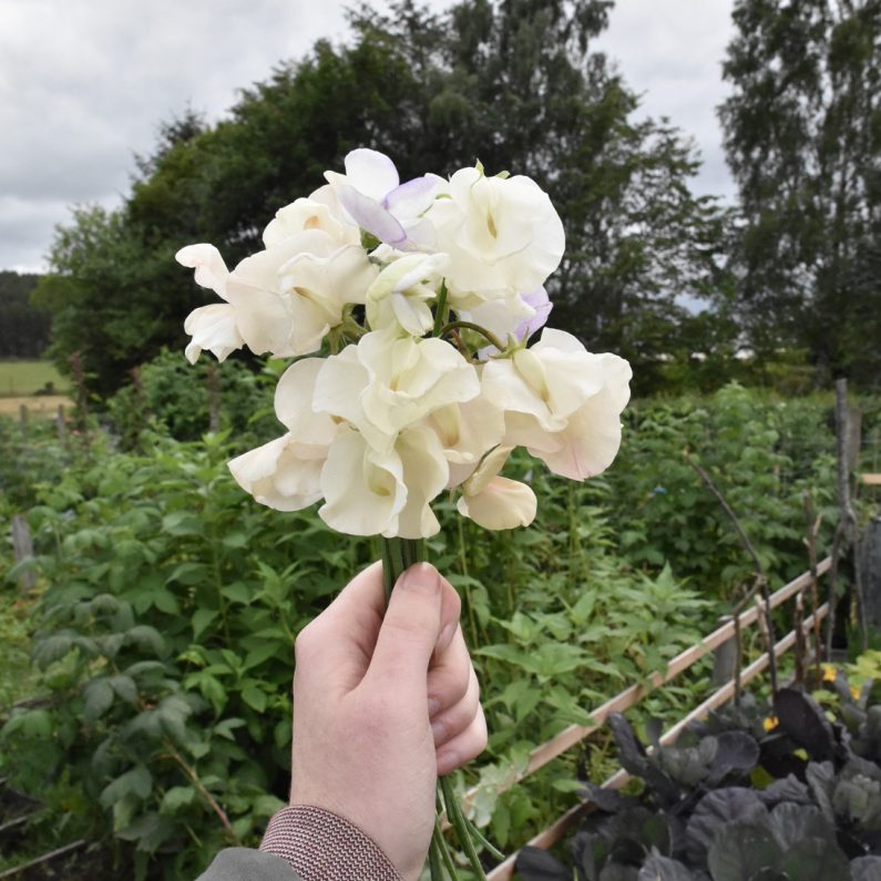 Five Easy Annual Cut Flowers to Grow From Seed • Hollie Berries